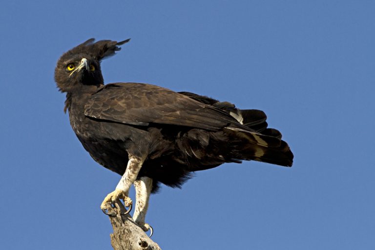 15 loài chim Đại Bàng lớn nhất và nhỏ nhất trên thế giới