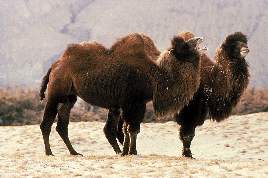 Lạc Đà Hai Bướu - Loài Động Vật Quý Hiếm Sắp Tuyệt Chủng ...