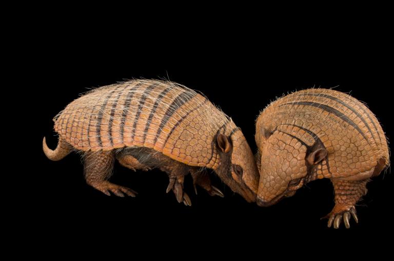 Tatu – Loài Động Vật Với Cơ Chế Phòng Vệ Cuộn Tròn - Thegioidongvat.Co