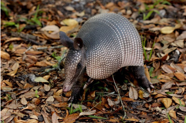 Tatu – Loài Động Vật Với Cơ Chế Phòng Vệ Cuộn Tròn - Thegioidongvat.Co