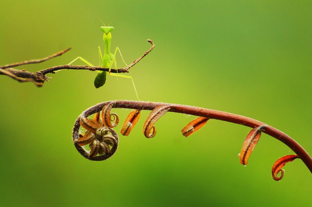 Bọ Ngựa - loài động vật ăn thịt đồng loại "máu lạnh" - Thegioidongvat.Co