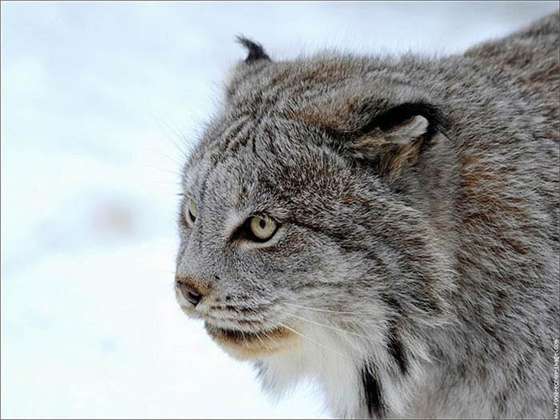 Linh Miêu Canada - Loài mèo hoang dã có bàn chân khổng lồ ...