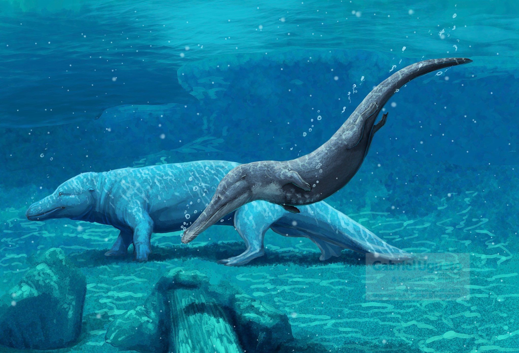 Rodhocetus - Cá voi cổ đại có đặc điểm rõ ràng nhất của động vật có vú ...